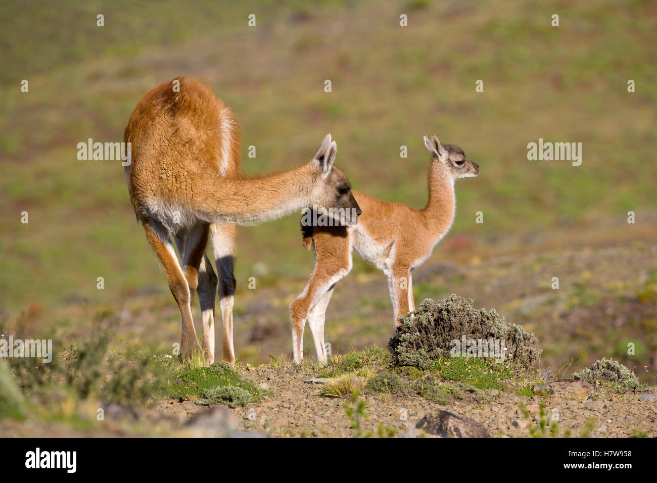 Guanaco (Lama guanicoe) female sniffing her calf, Torres del Paine ...