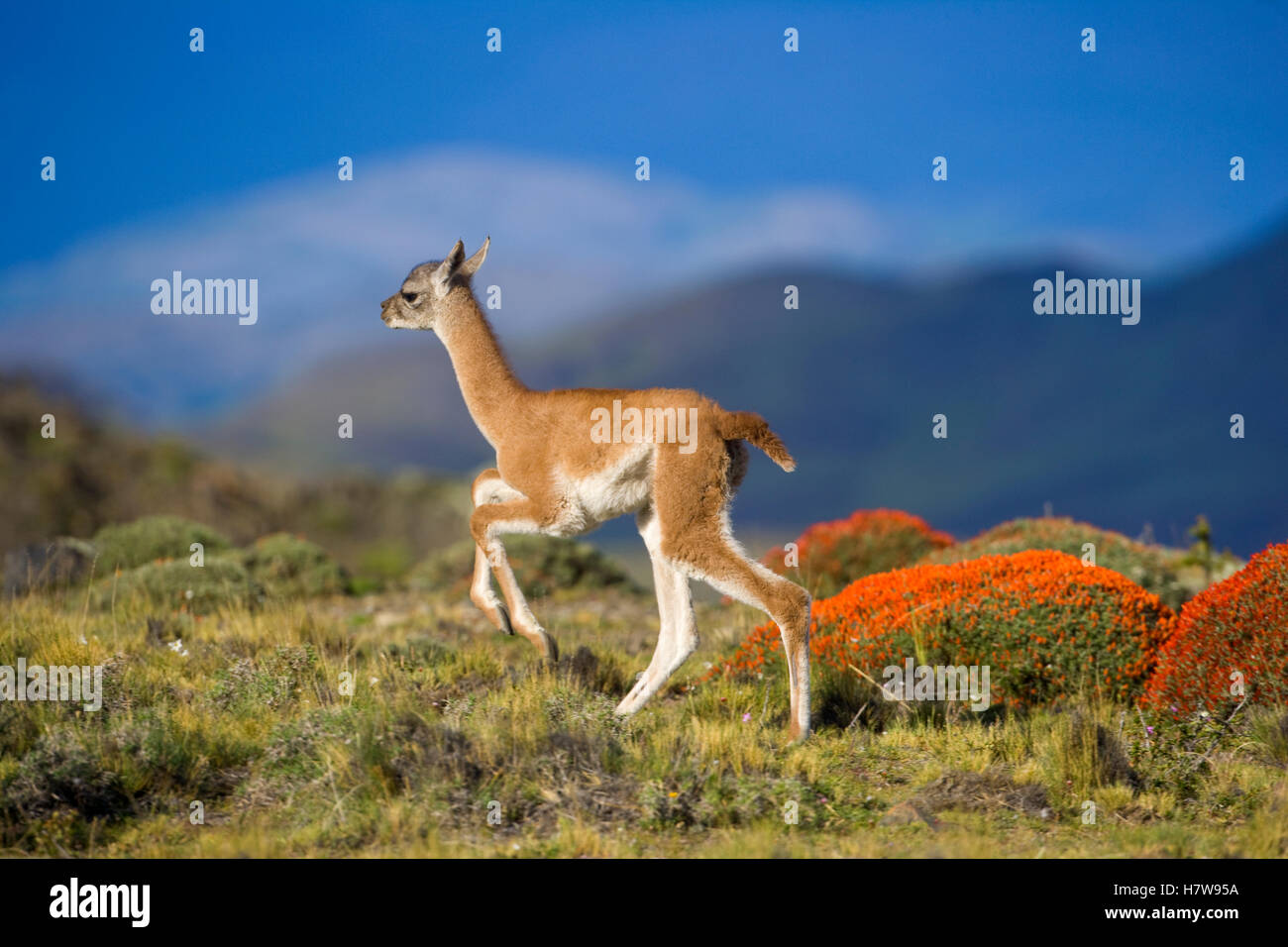 Guanaco (Lama guanicoe) calf running, Torres del Paine National Park ...