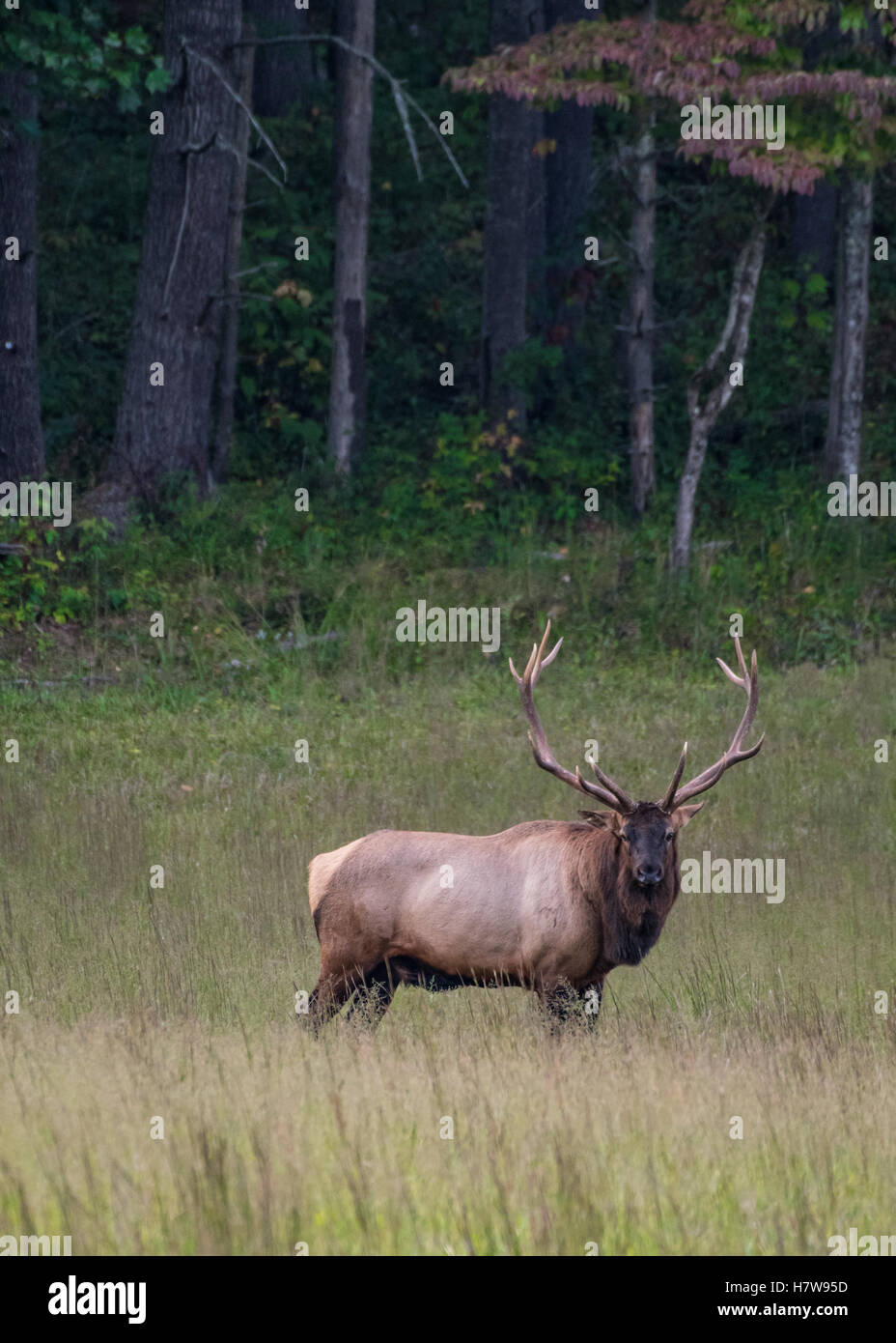 Bull Elk Looks at Camera in early fall field Stock Photo - Alamy