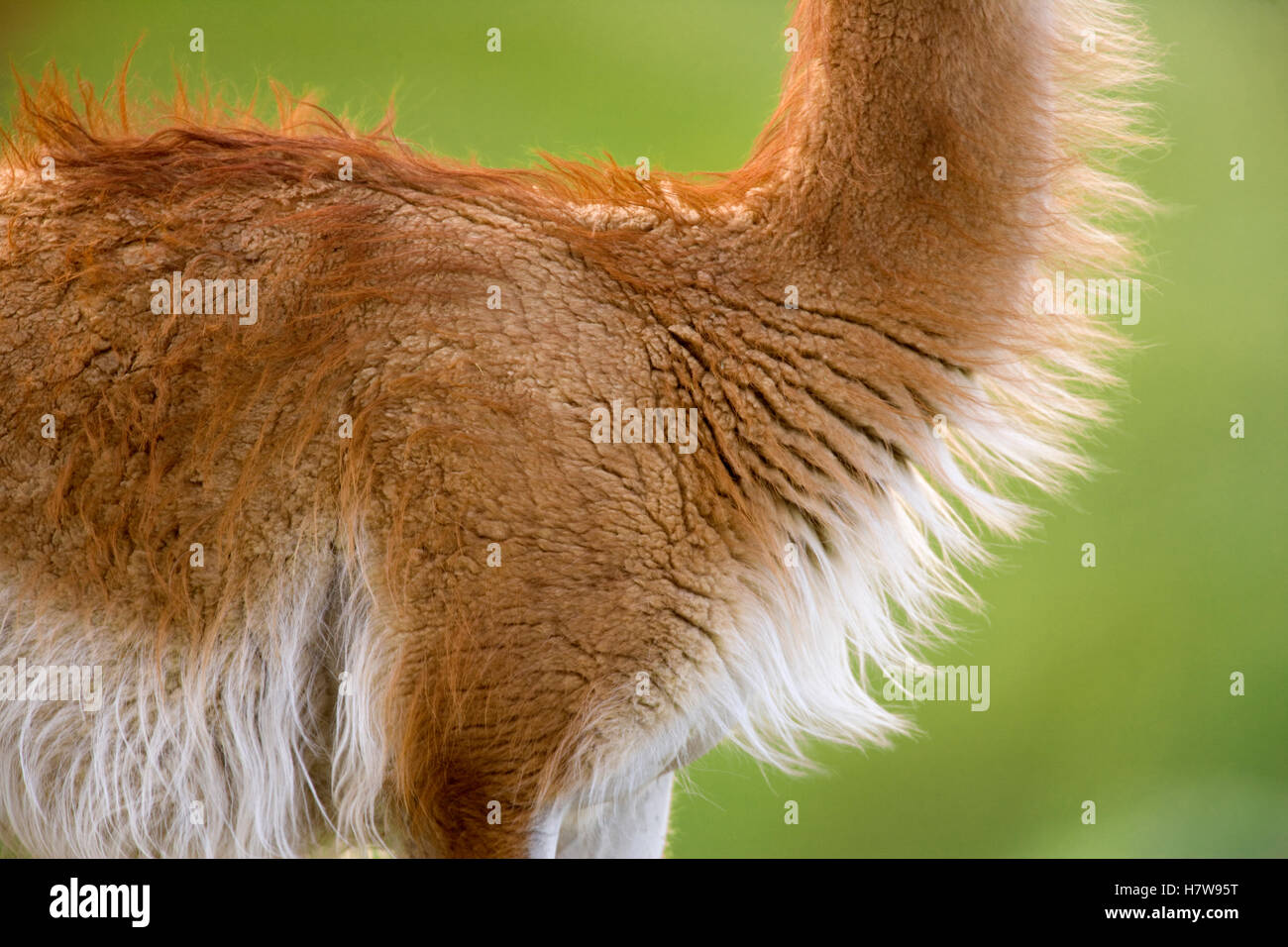 Guanaco (Lama guanicoe) neck and long fur, Torres del Paine National ...