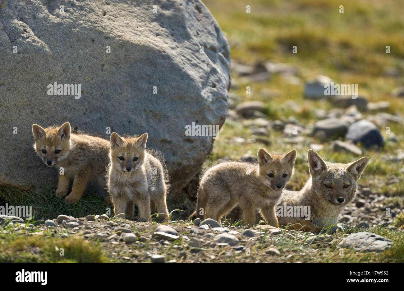Culpeo (Lycalopex culpaeus) parent with litter of pups outside its den ...