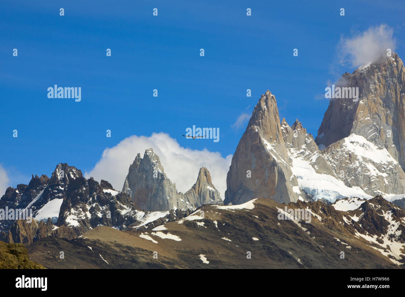 Andean Condor (Vultur gryphus) flying, Fitzroy Massif range, Los ...