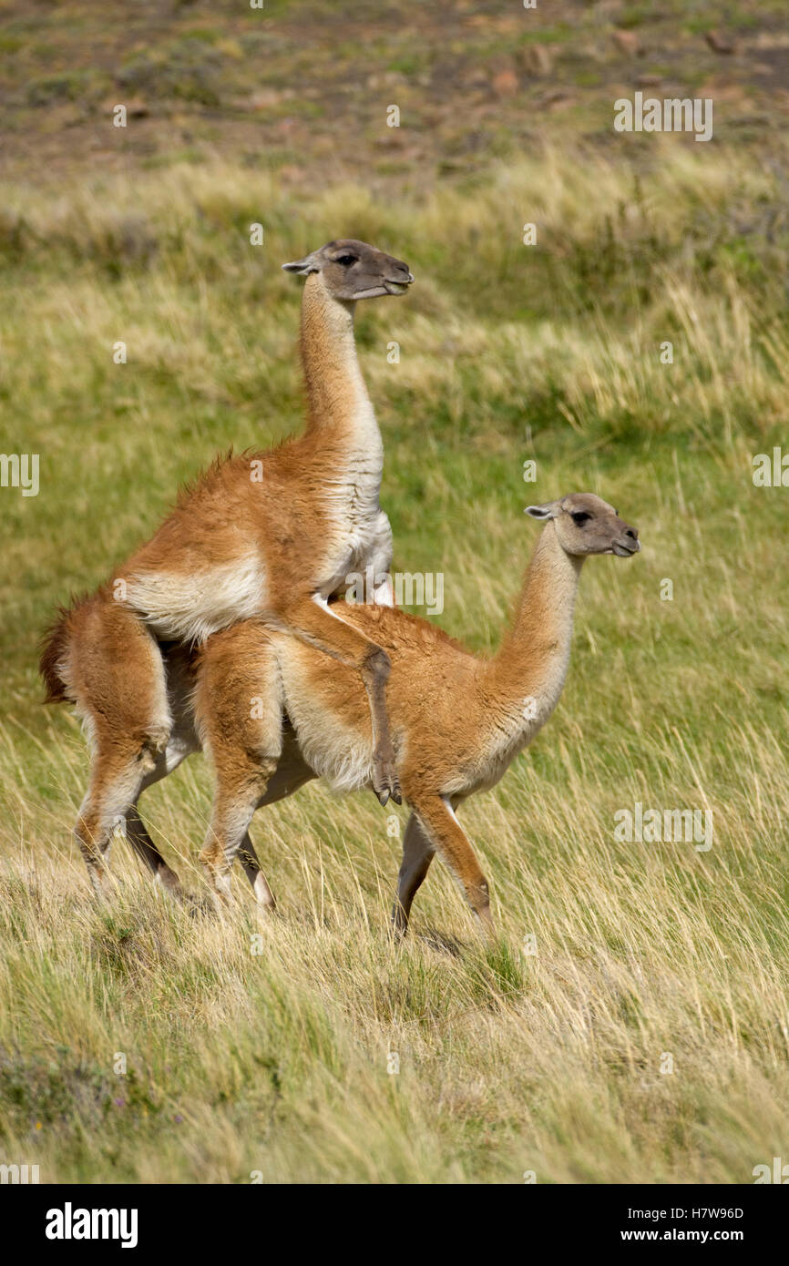 Guanaco (Lama guanicoe) male and female mating, Torres del Paine ...