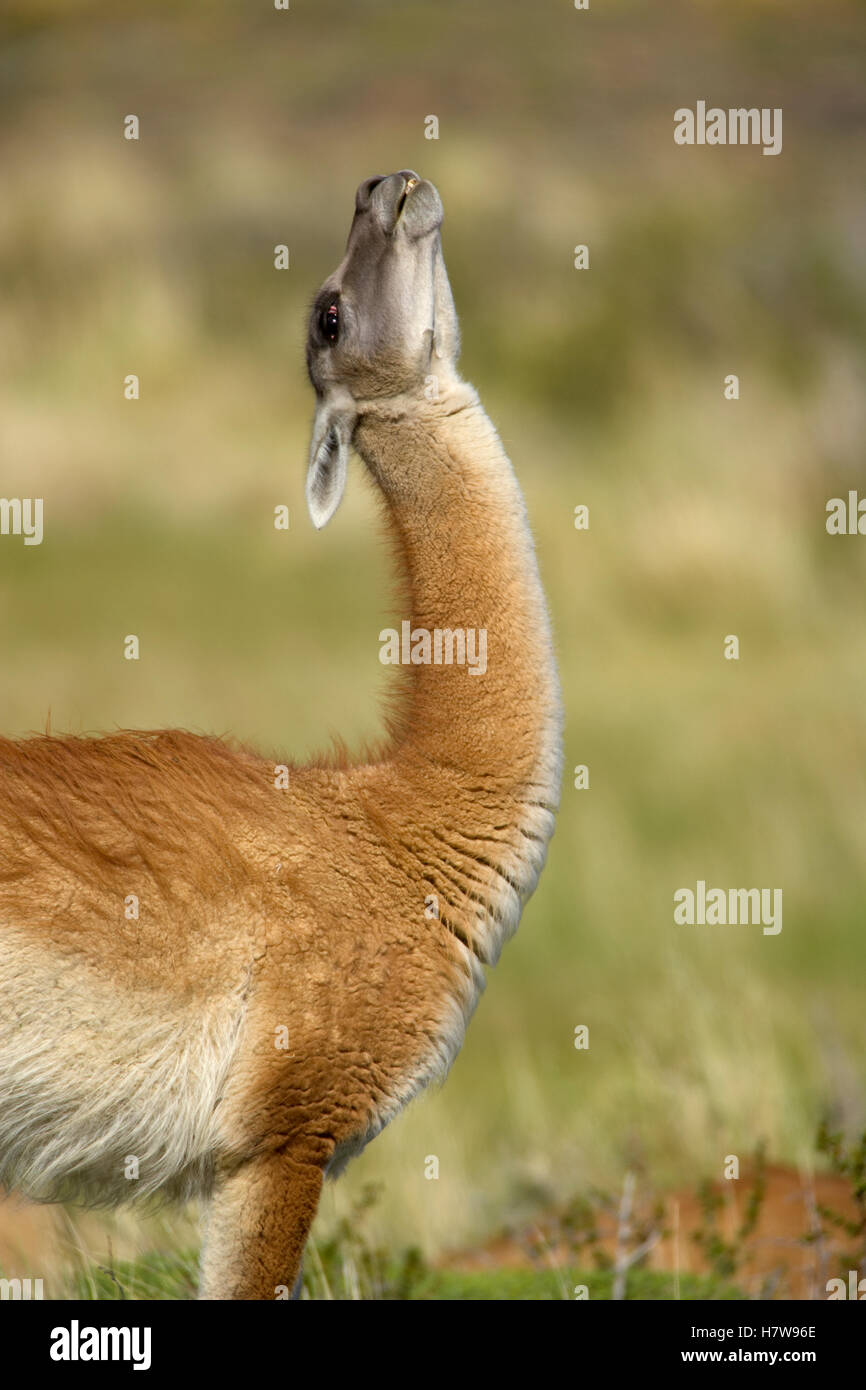 Guanaco (Lama guanicoe) female posturing, Torres del Paine National ...