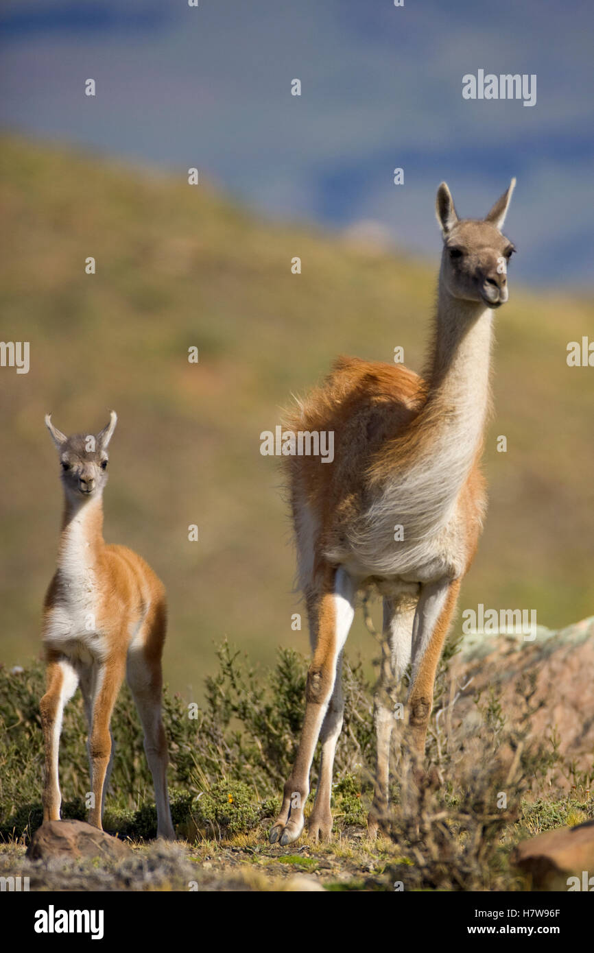 Guanaco (Lama guanicoe) calf and mother, Torres del Paine National Park ...