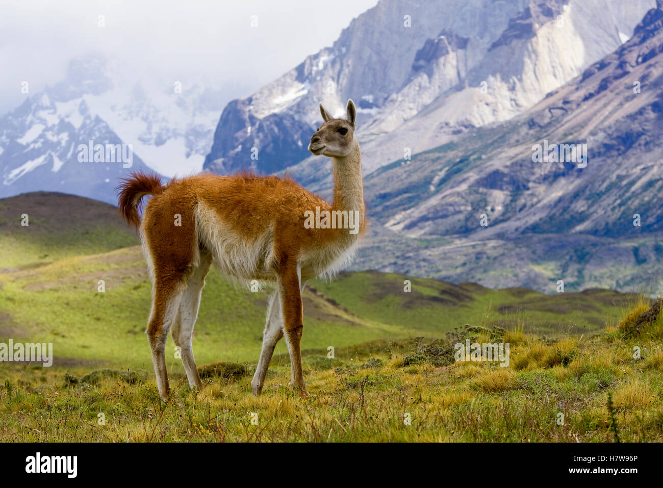 Guanaco (Lama guanicoe) female standing on grassy slope with Cuernos ...