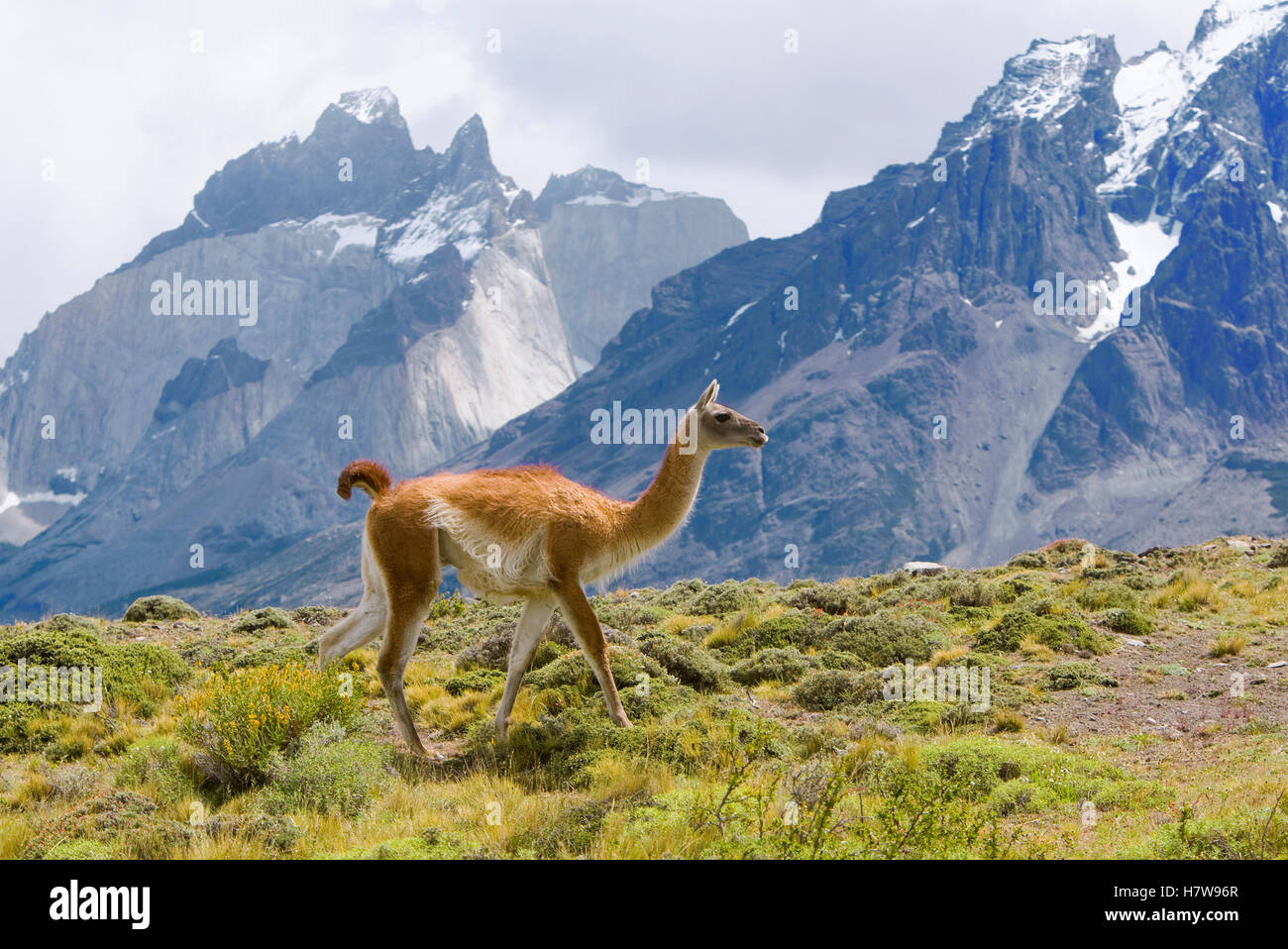 Guanaco (Lama guanicoe) female walking on grassy slope with rugged ...