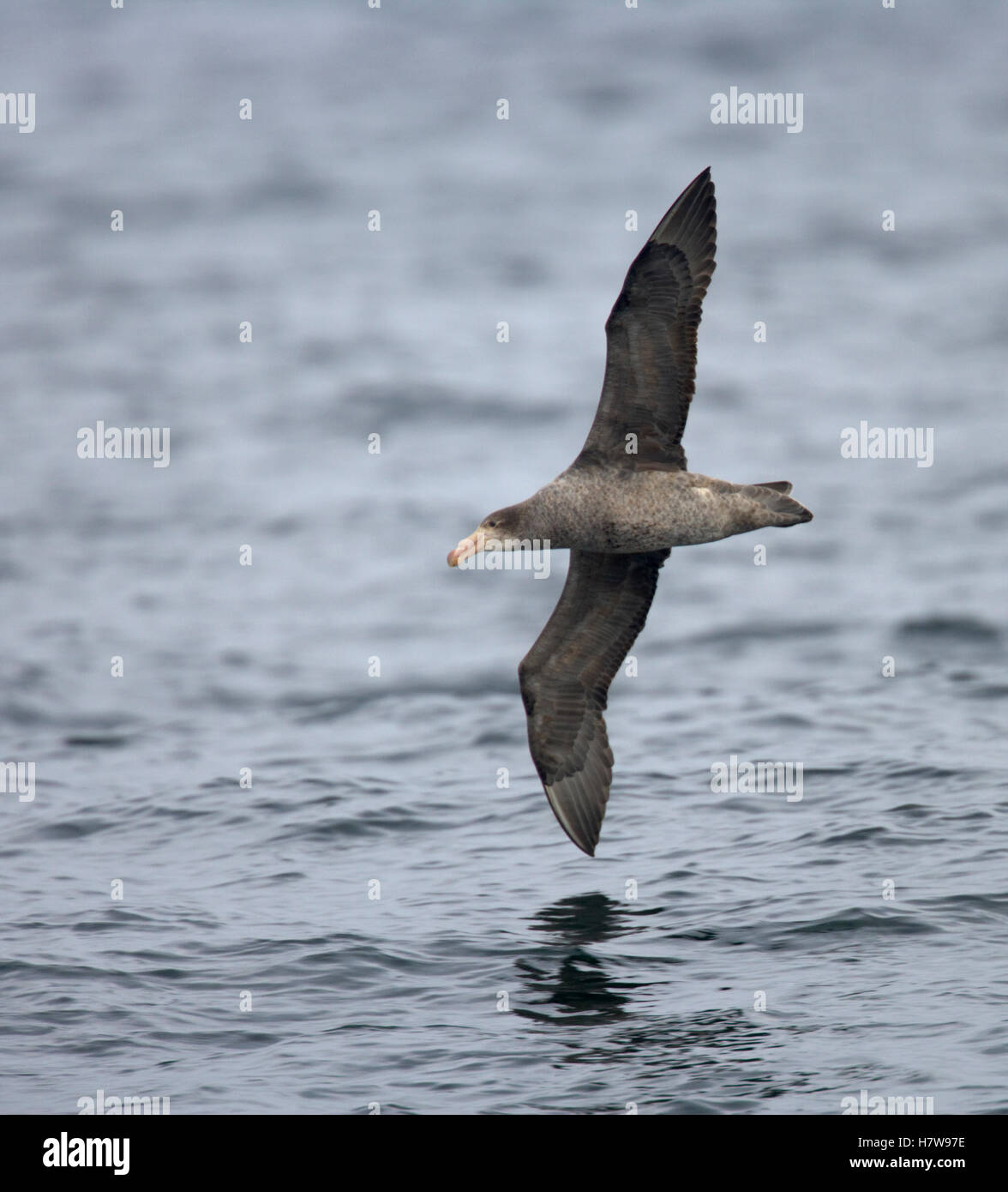 Northern Giant Petrel (Macronectes halli) flying low above ocean ...
