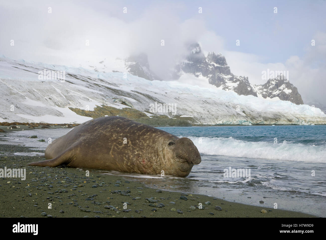 Southern Elephant Seal (Mirounga leonina) bull alone on beach during ...