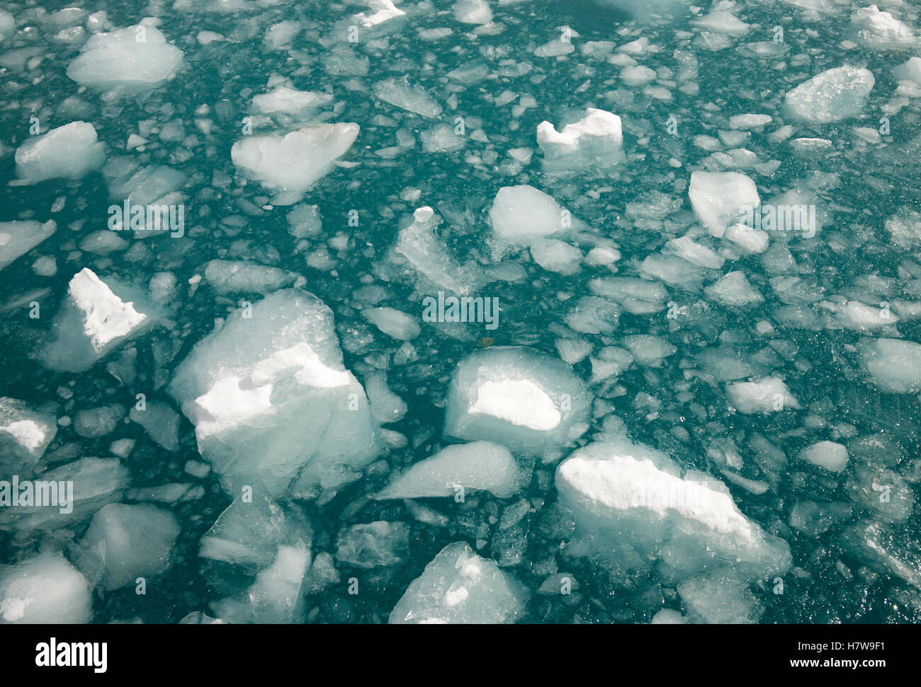 Ice chunks calved off Twitcher Glacier floating and melting in sea ...