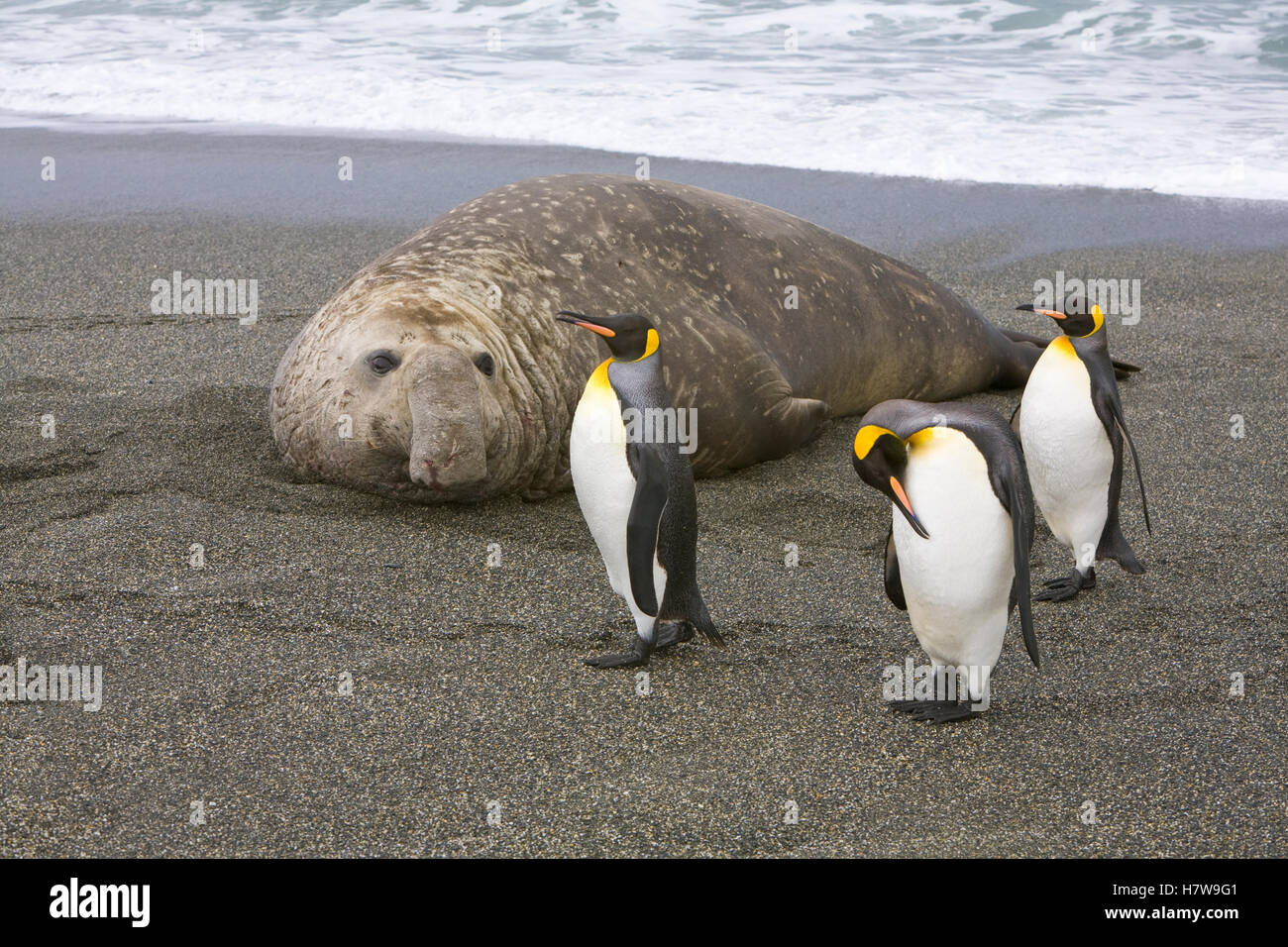 King Penguin (Aptenodytes patagonicus) trio standing around Southern ...
