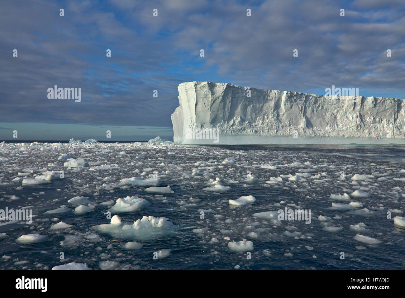 Floating ice floes and blue tabular iceberg, near South Georgia Island ...