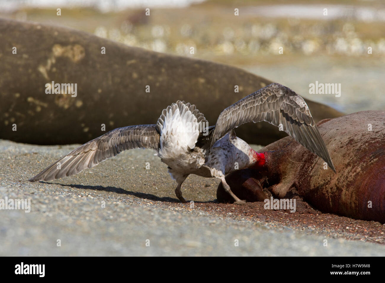 Antarctic Giant Petrel (Macronectes giganteus) eating dead Southern ...