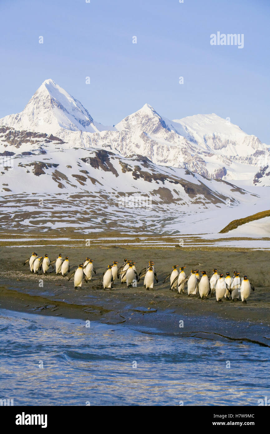 King Penguin (Aptenodytes patagonicus) group with snowy Allardyce Range ...