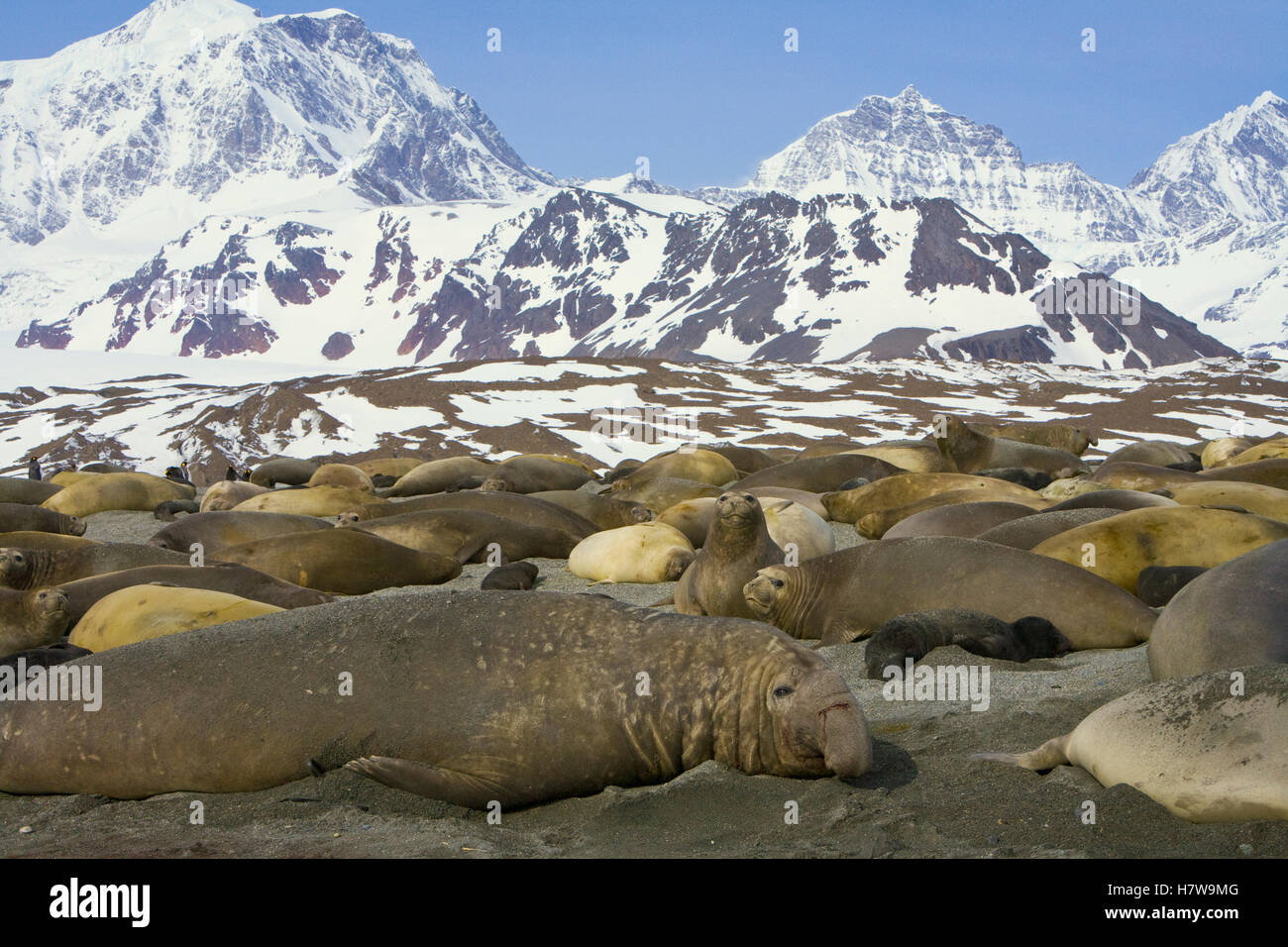 Southern Elephant Seal (Mirounga leonina) harem during breeding season ...