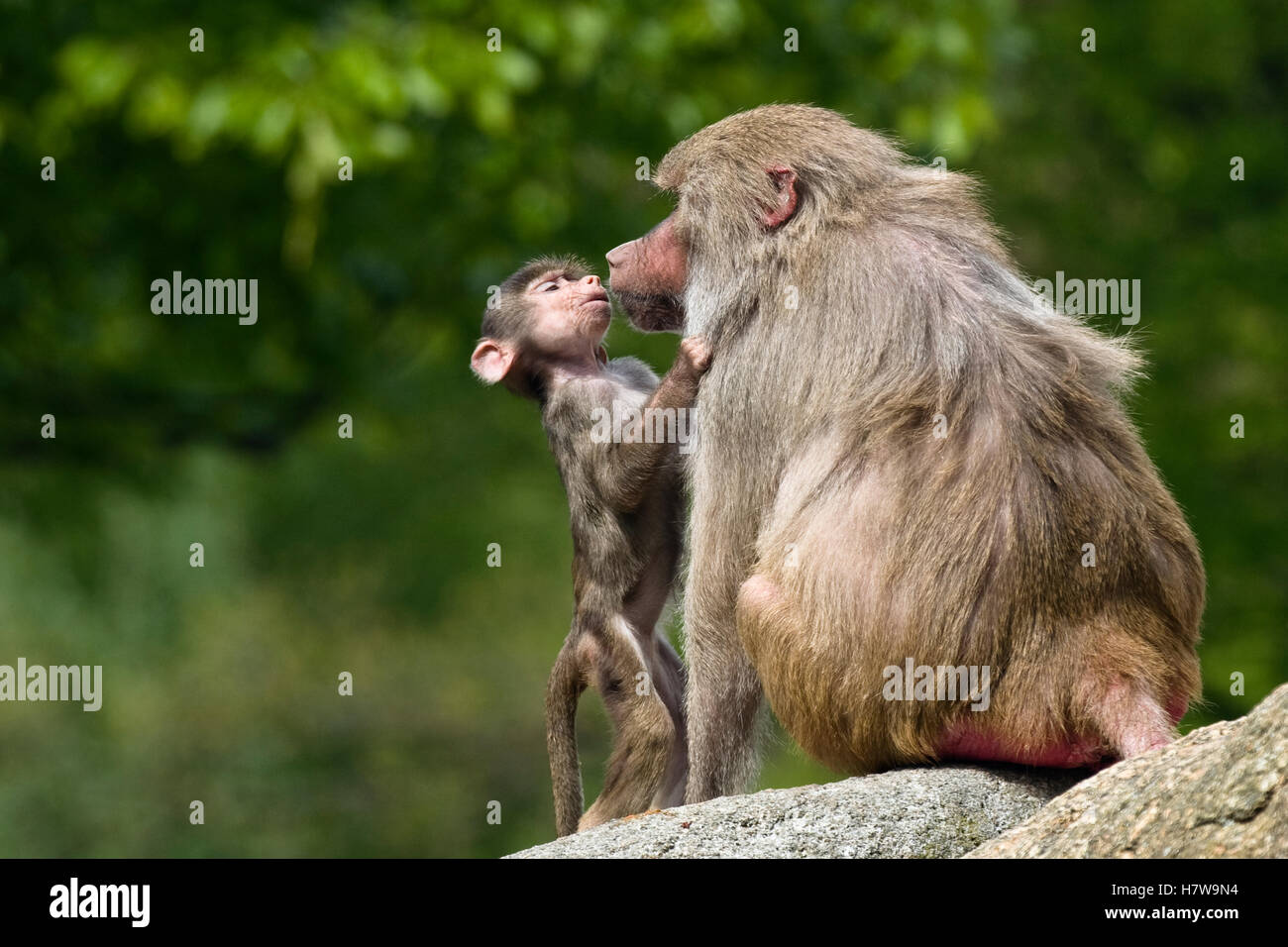 Hamadryas Baboon (Papio hamadryas) with baby, native to northern Africa ...