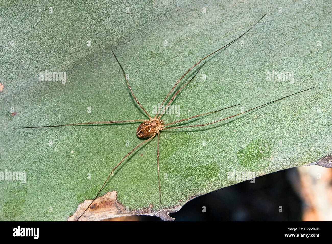 Daddy-Long-Legs Spider (Pholcus phalangioides), Peloponnese, Greece ...