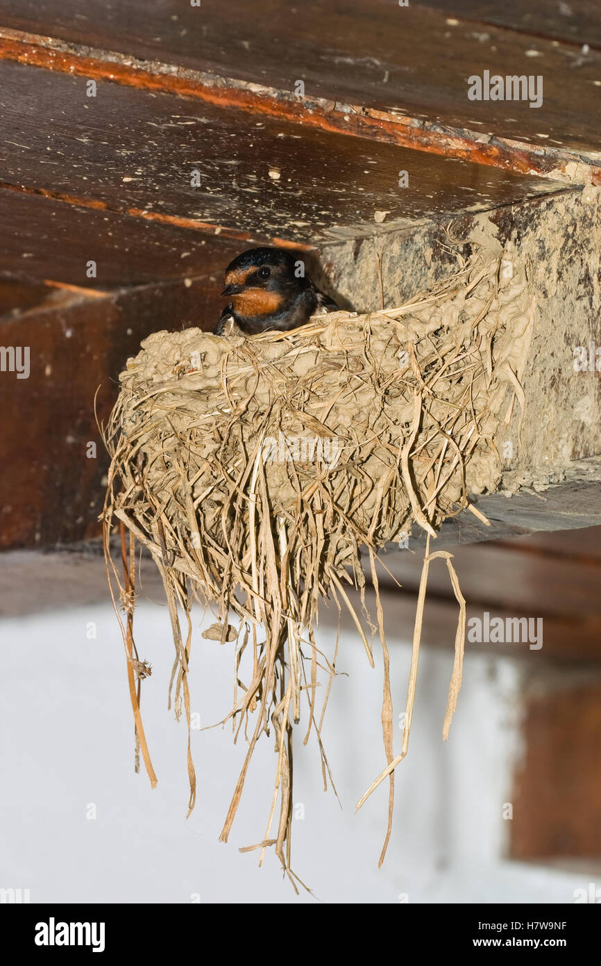 Barn Swallow (Hirundo rustica) incubating eggs in nest, Greece Stock ...