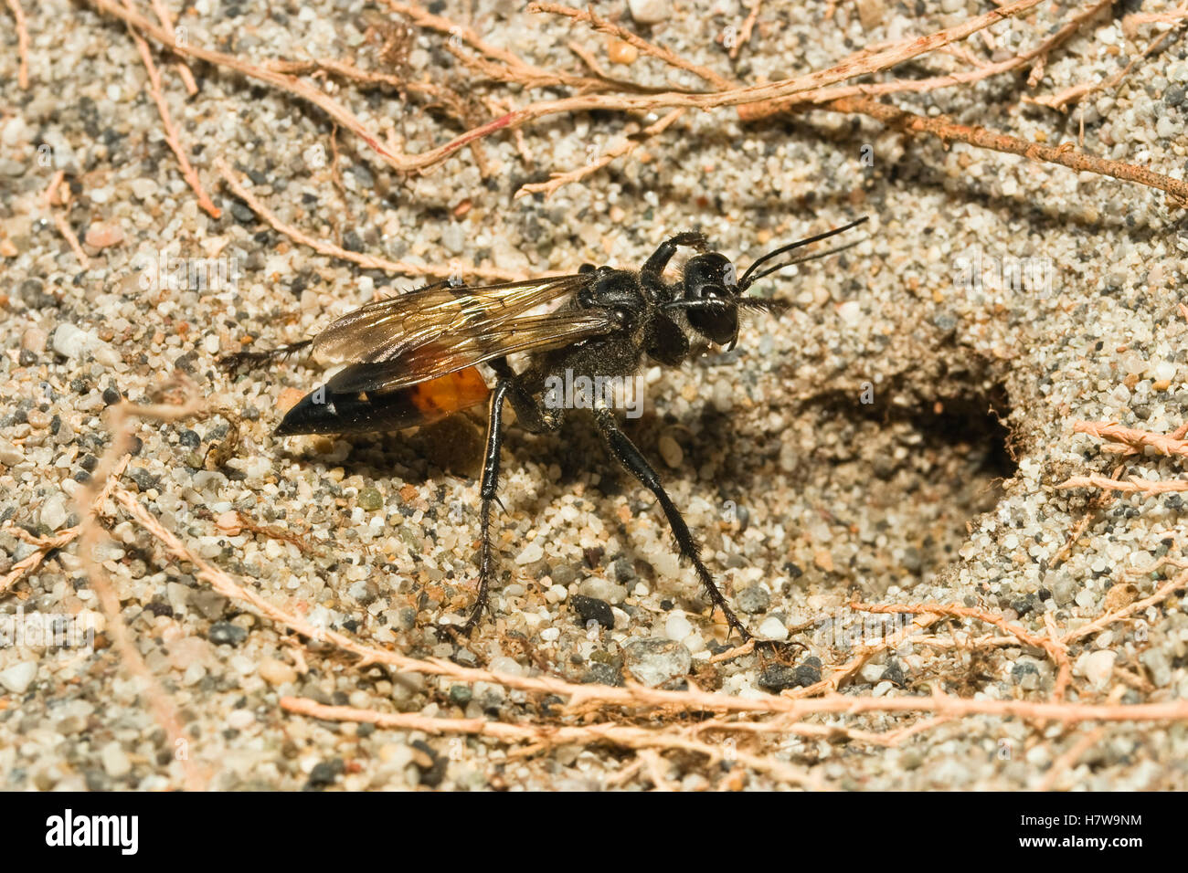 Sand Wasp (Sphecidae) at nest, Peloponnese, Greece Stock Photo - Alamy