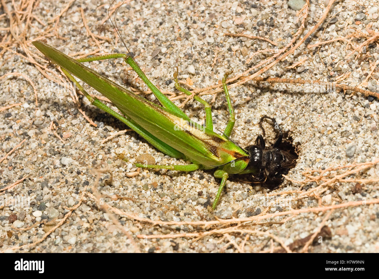 Sand Wasp (Sphecidae) bringing bush cricket prey into the nest ...
