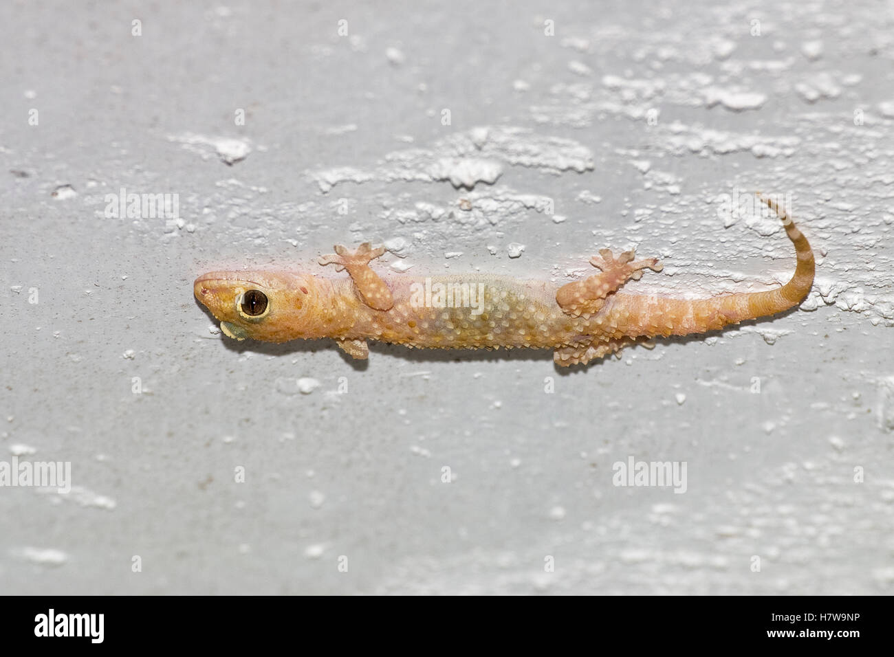 Mediterranean Gecko (Hemidactylus turcicus) on ceiling, Peloponnese ...