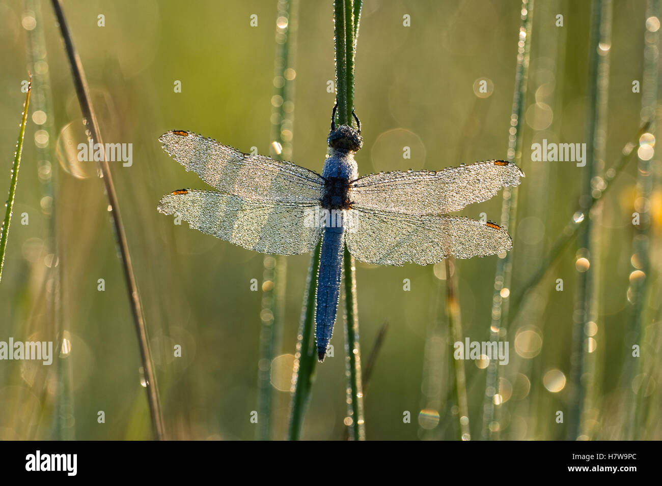Southern Skimmer (Orthetrum brunneum) dragonfly male covered with dew ...