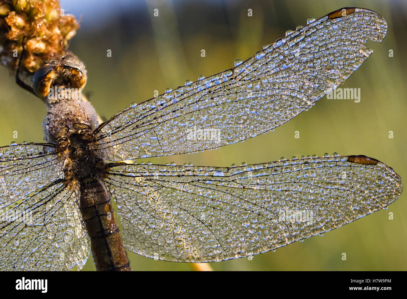 Southern Skimmer (Orthetrum brunneum) dragonfly female covered with dew ...