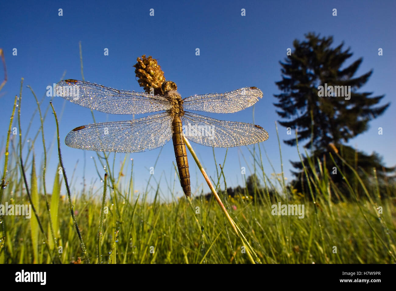 Southern Skimmer (Orthetrum brunneum) dragonfly female covered with dew ...