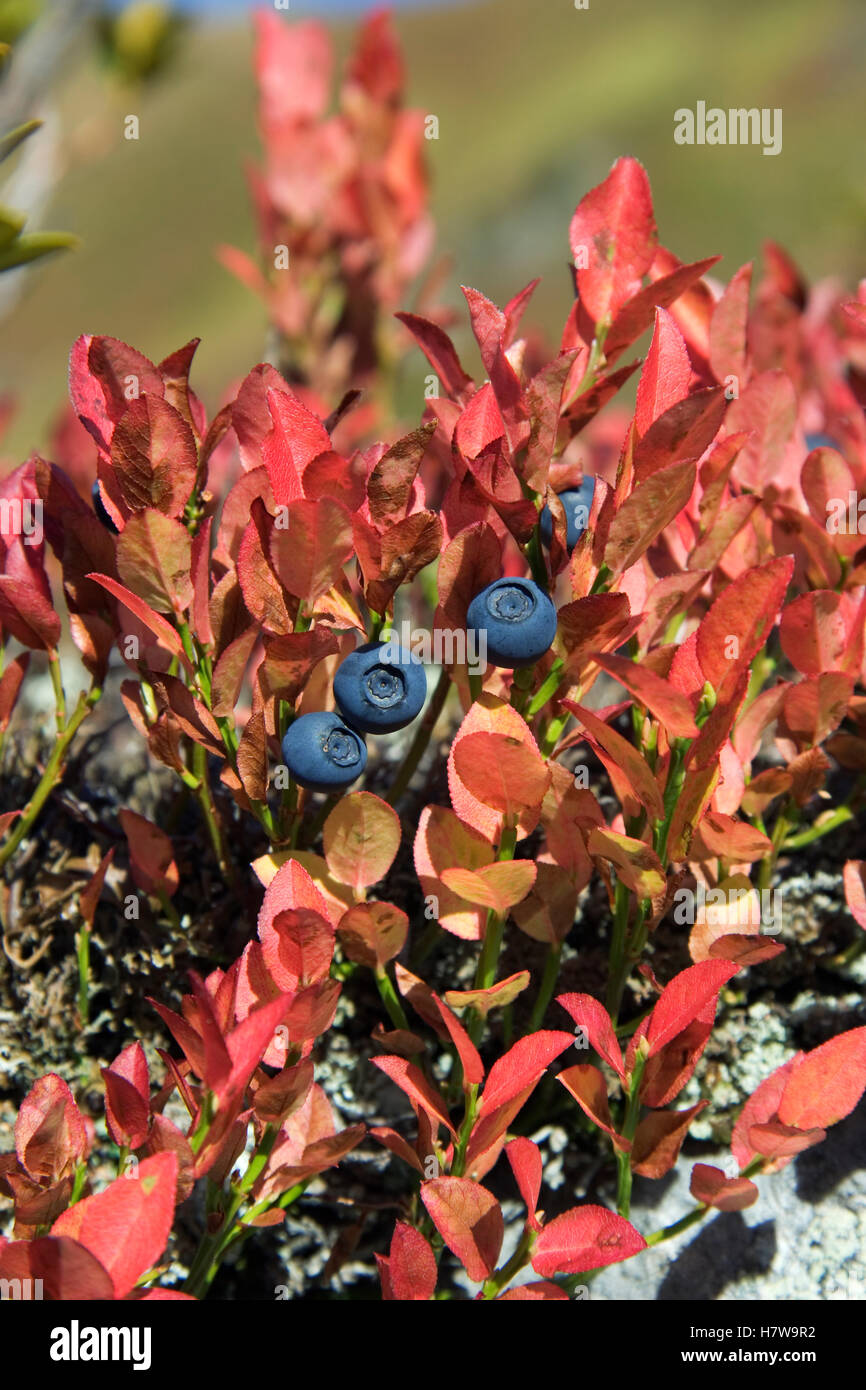 Bilberry (Vaccinium myrtillus) in autumn colors in the Alps, Austria ...