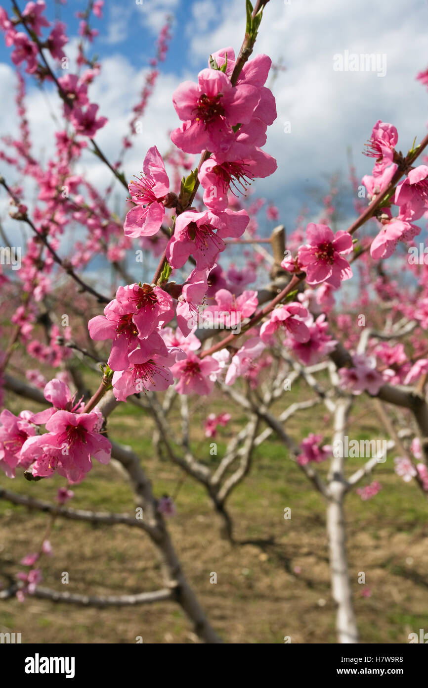 Almond (Prunus dulcis) trees blooming, Provence, France Stock Photo - Alamy
