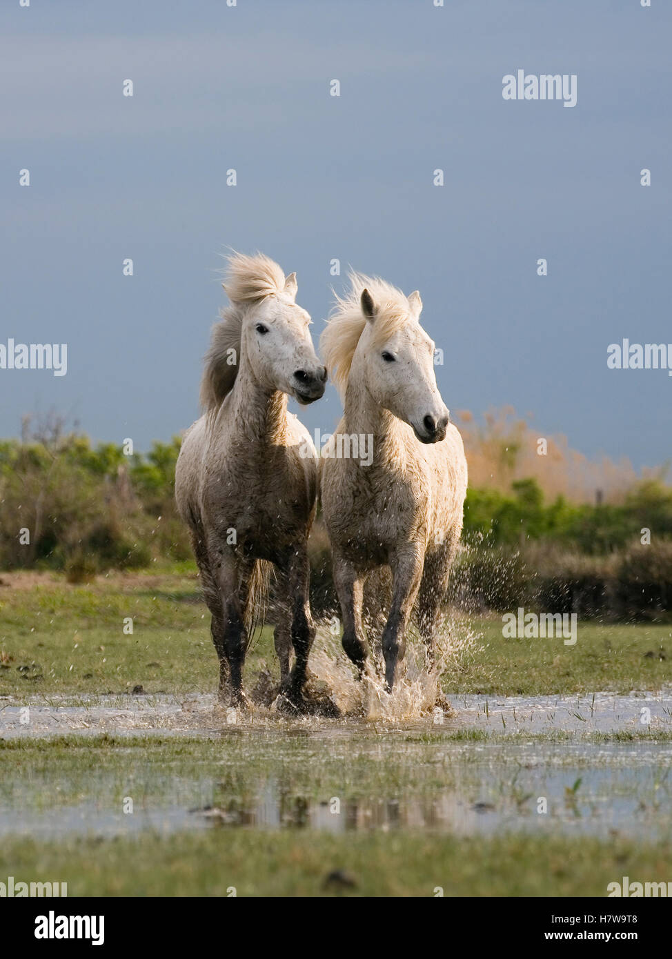 Camargue Horse (Equus caballus) pair running in water, Camargue, France ...