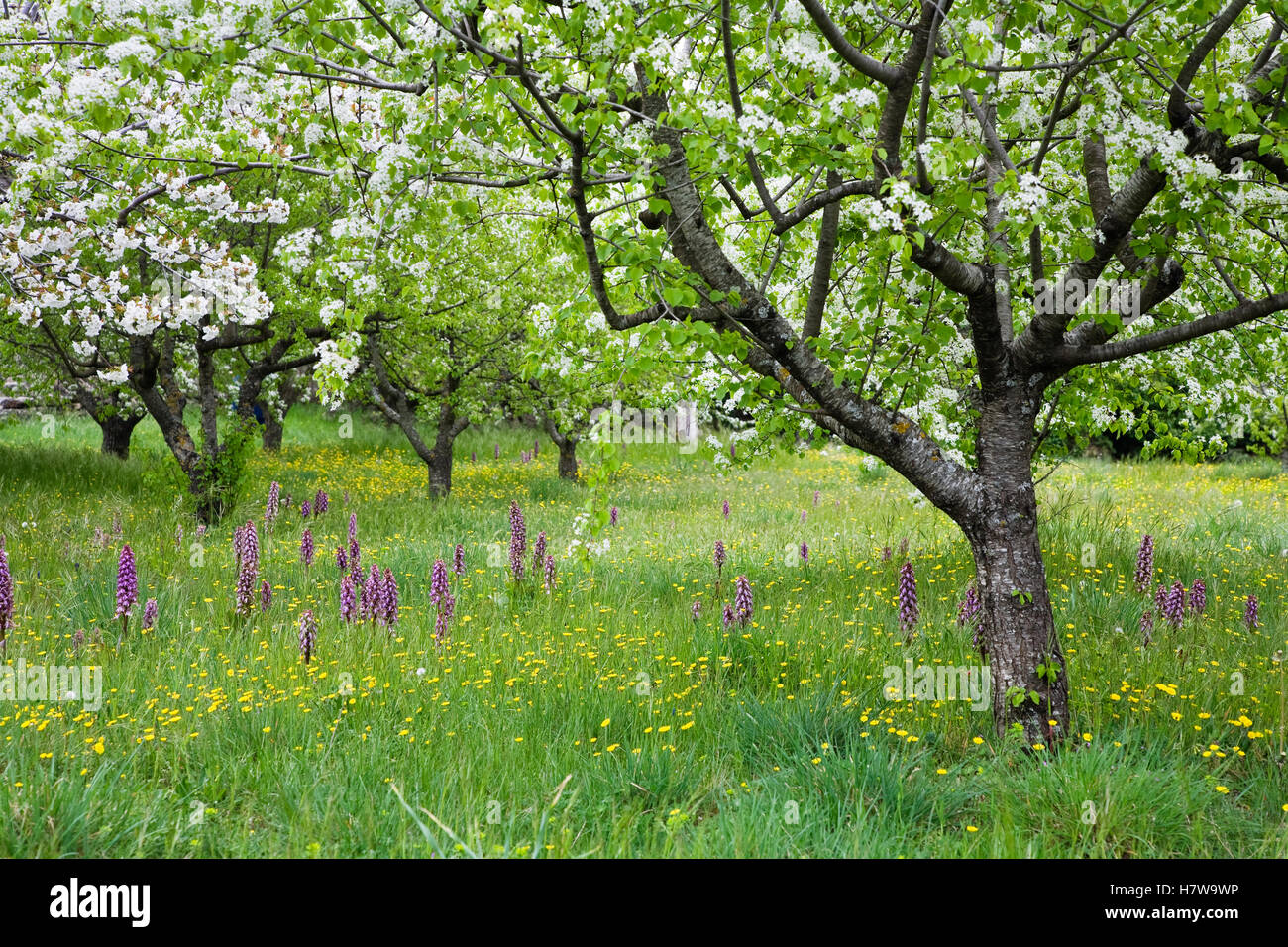 Orchard with flowering orchids and wildflowers, Provence, southern ...