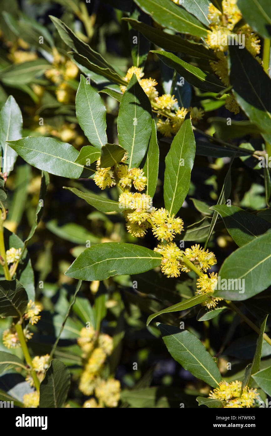 Bay Laurel (Laurus nobilis) flowering, southern France Stock Photo - Alamy
