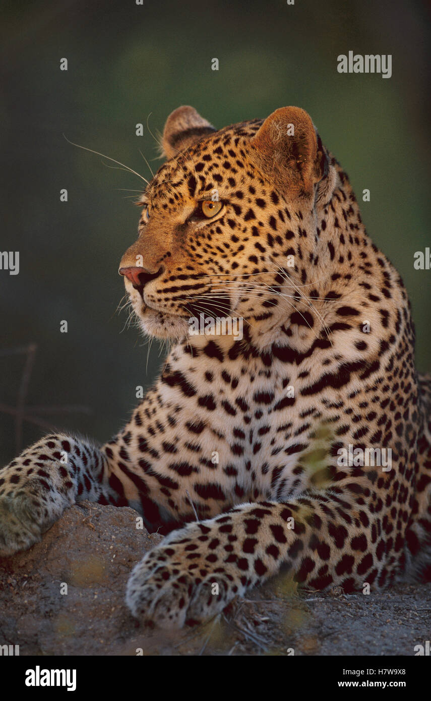 Leopard (Panthera pardus) female, Sabi-sands Game Reserve, South Africa ...