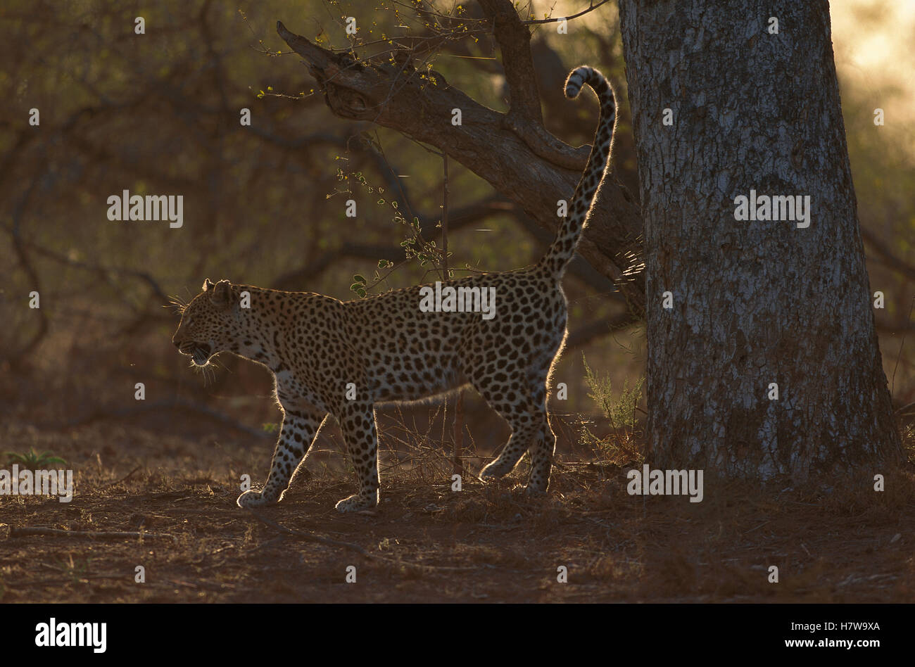 Leopard (Panthera pardus) female marking tree, Sabi-sands Game Reserve ...