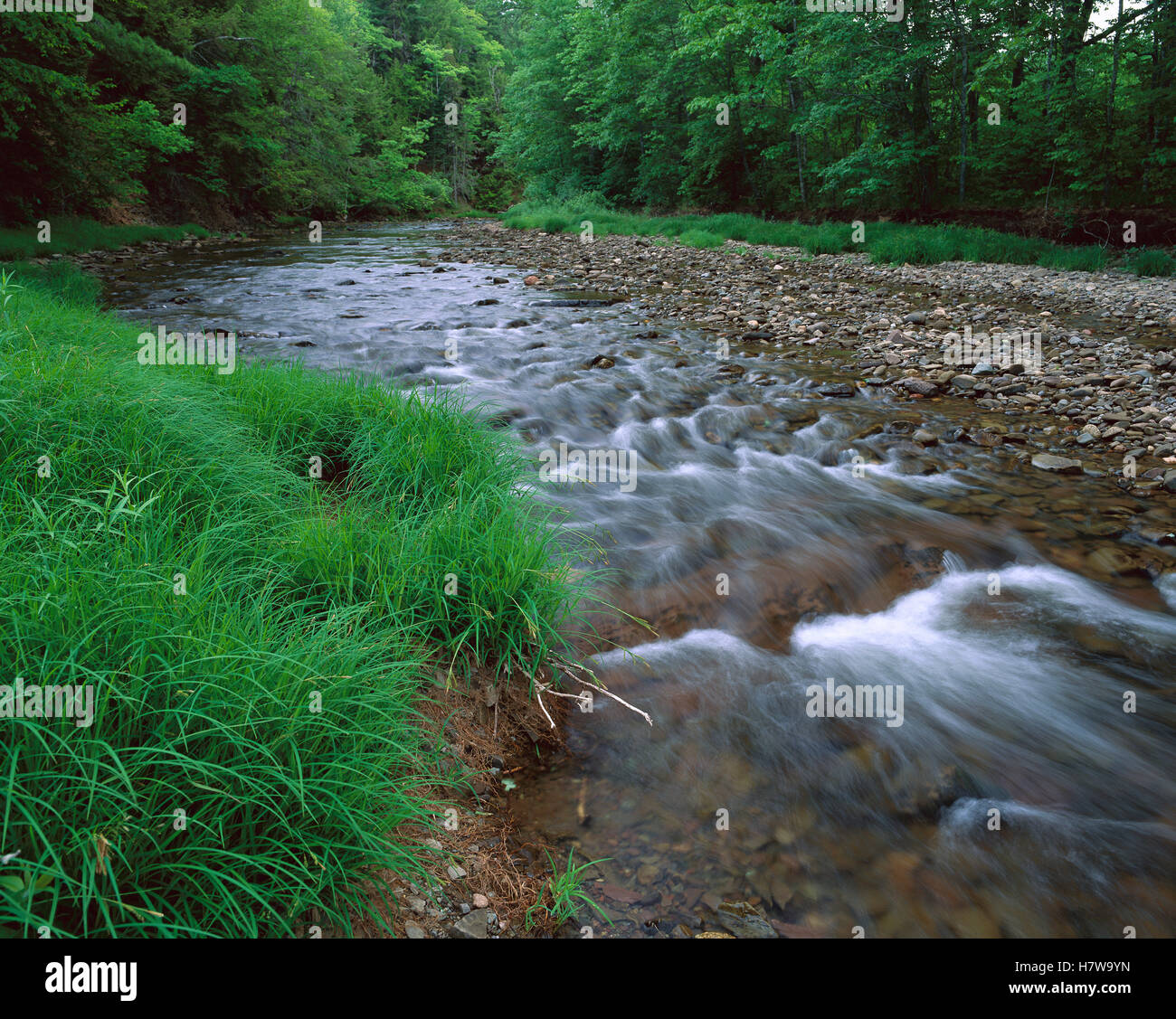 North River flowing through forest, Cape Breton Island, Nova Scotia ...