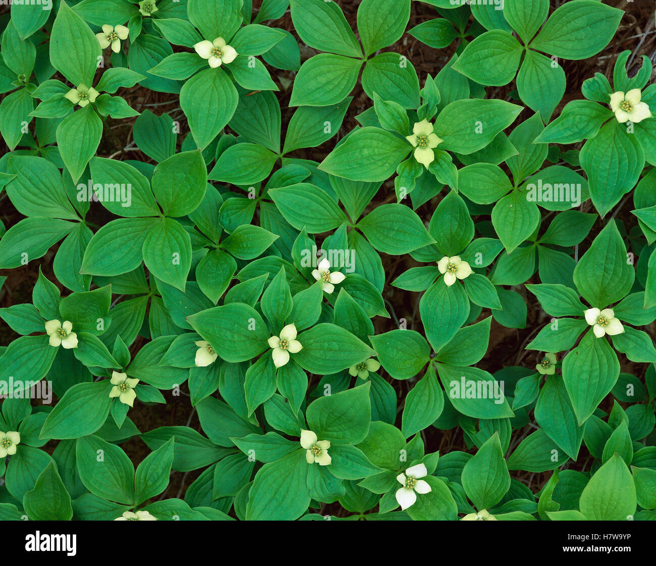 Dwarf Dogwood (Cornus canadensis) ground cover, Kejimkujik National ...