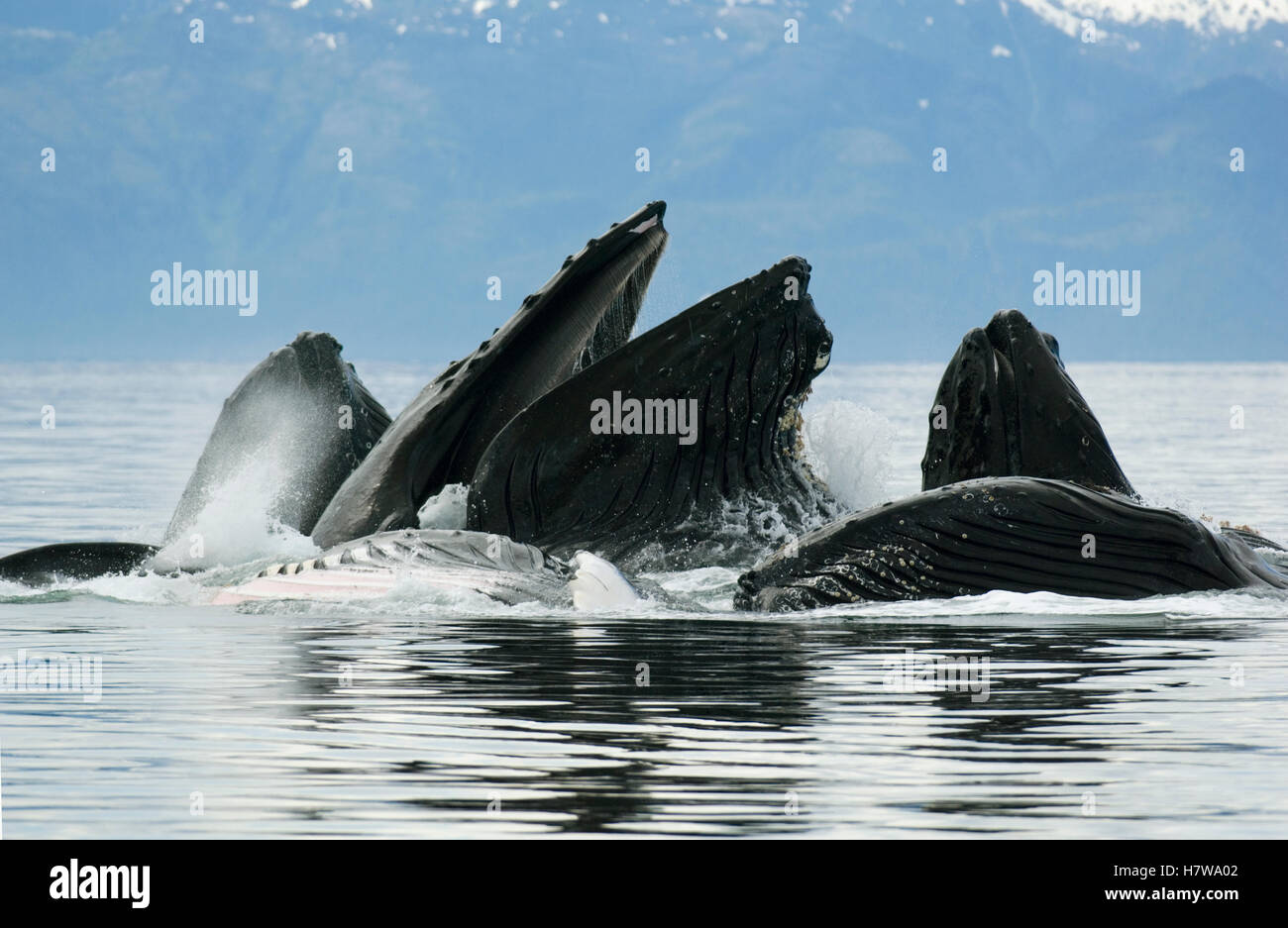 Humpback Whale (Megaptera novaeangliae) group feeding, Chatham Strait ...