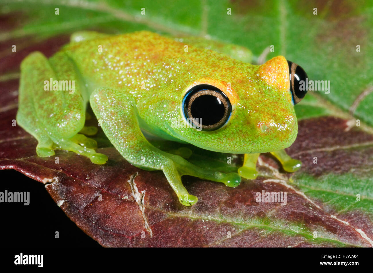 Green Bright-eyed Frog (Boophis viridis), Andasibe-Mantadia National ...