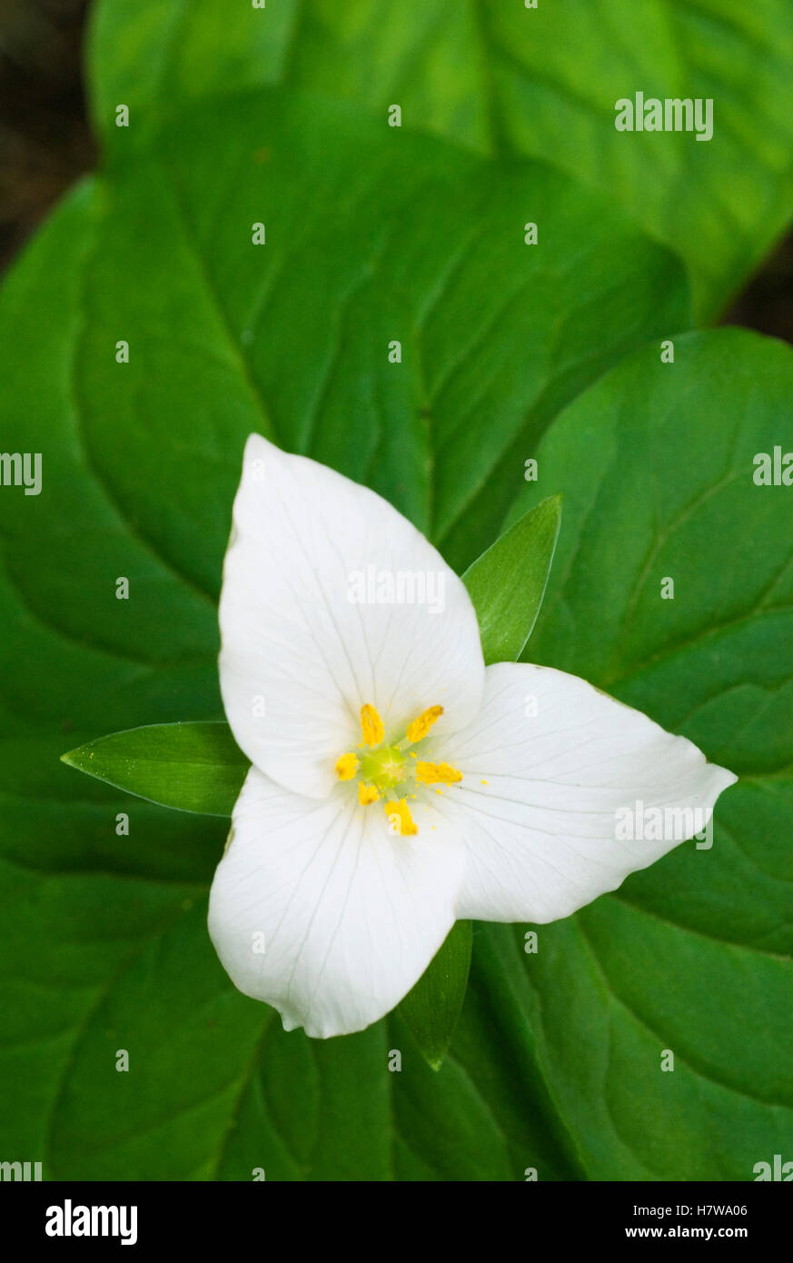 Pacific Trillium (Trillium ovatum) flower, Oregon Stock Photo - Alamy