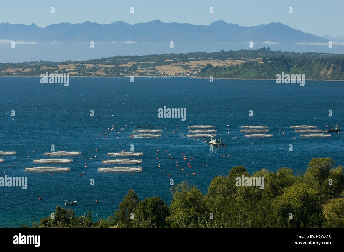Salmon (Salmonidae) farm near Puerto Montt, Chile Stock Photo - Alamy