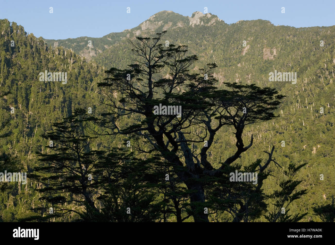 Coihue Tree (Nothofagus dombeyi), Alerce Andino National Park, Chile ...