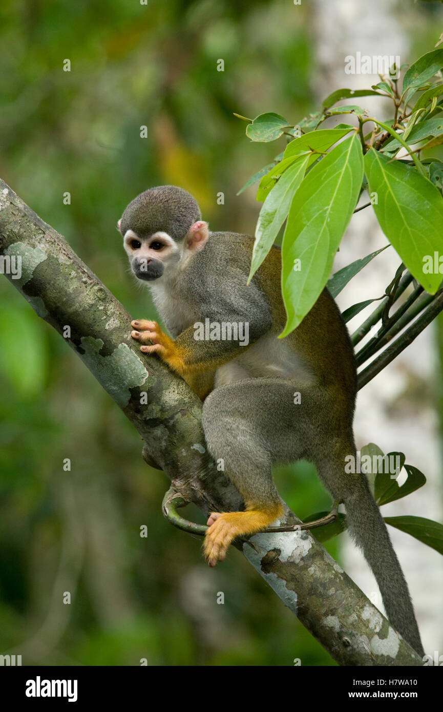 South American Squirrel Monkey (Saimiri sciureus), Rio Negro, Brazil ...