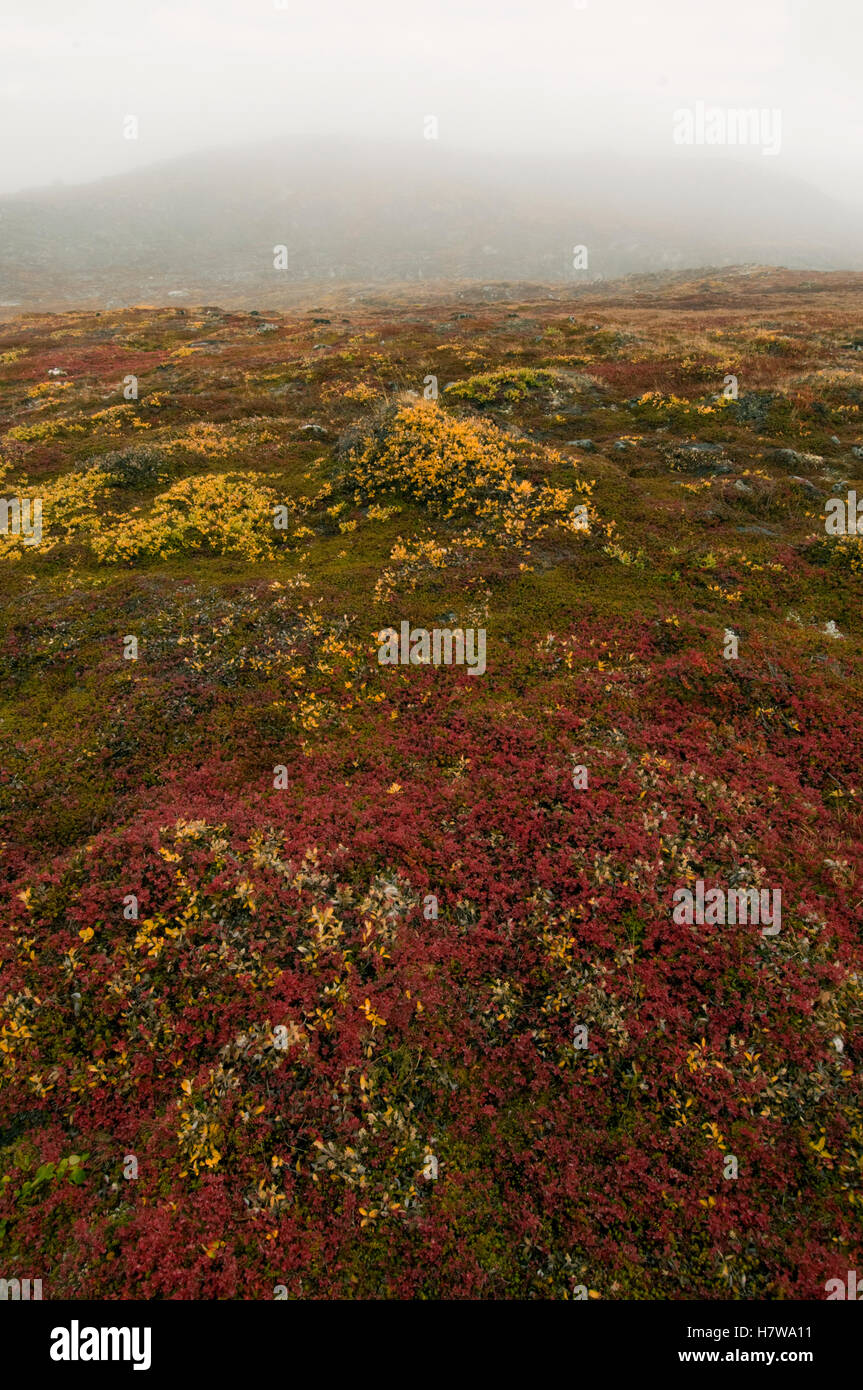 Fall color on tundra, Greenland Stock Photo - Alamy