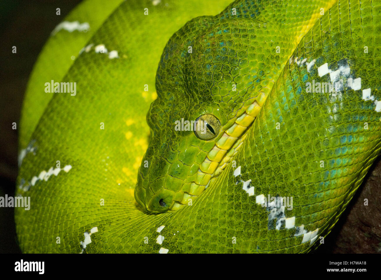 Emerald Tree Boa (Corallus caninus) coiled on branch, native to South ...