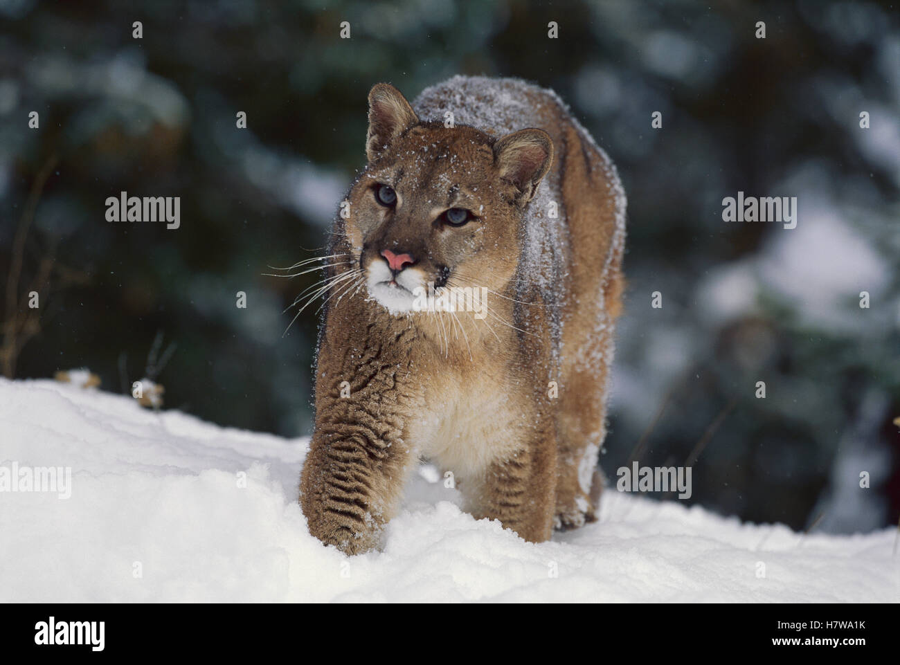 Mountain Lion (Puma concolor) juvenile walking through snow, Montana ...