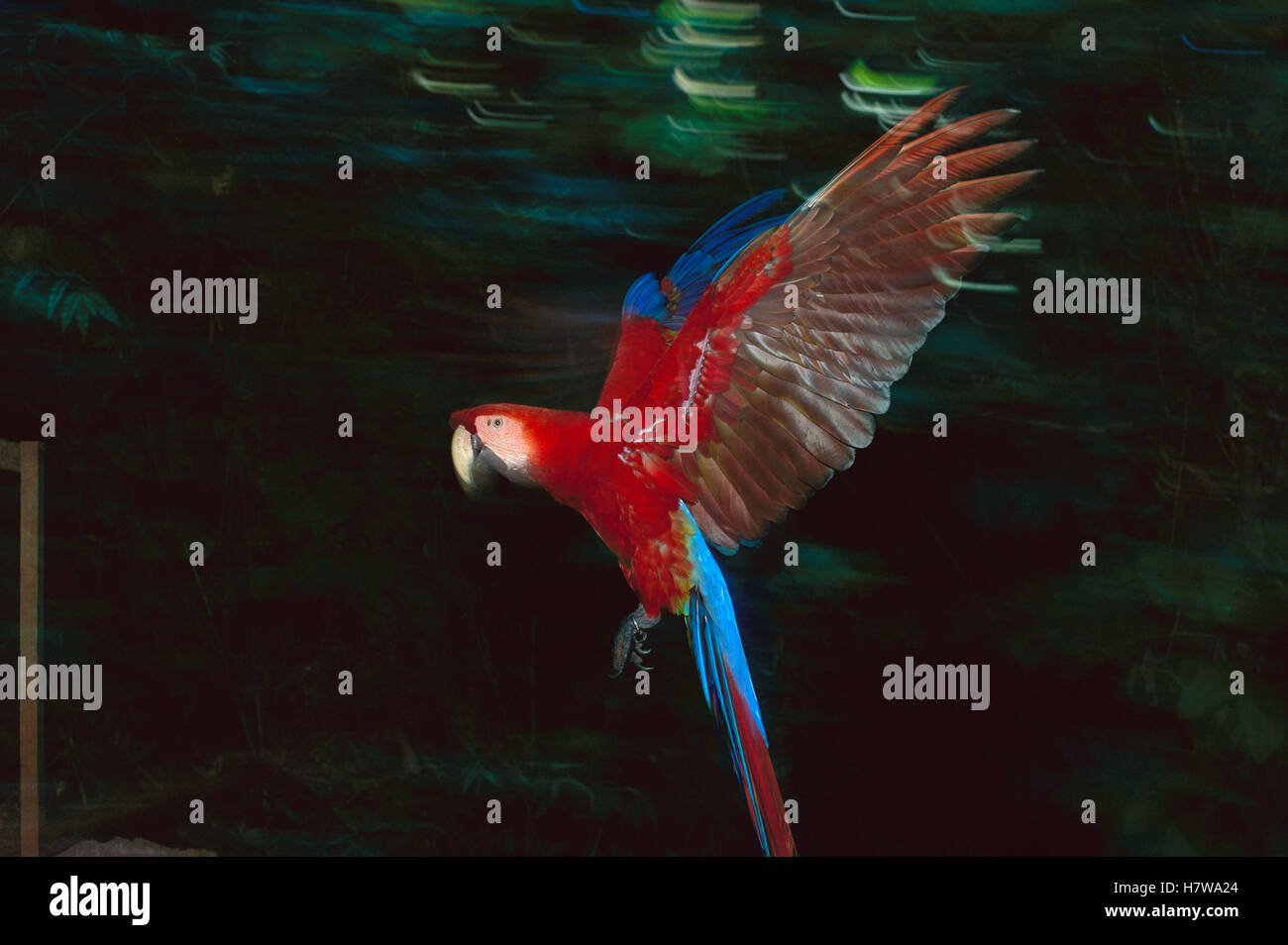 Scarlet Macaw (Ara macao) flying, Tambopata National Reserve, Peru ...