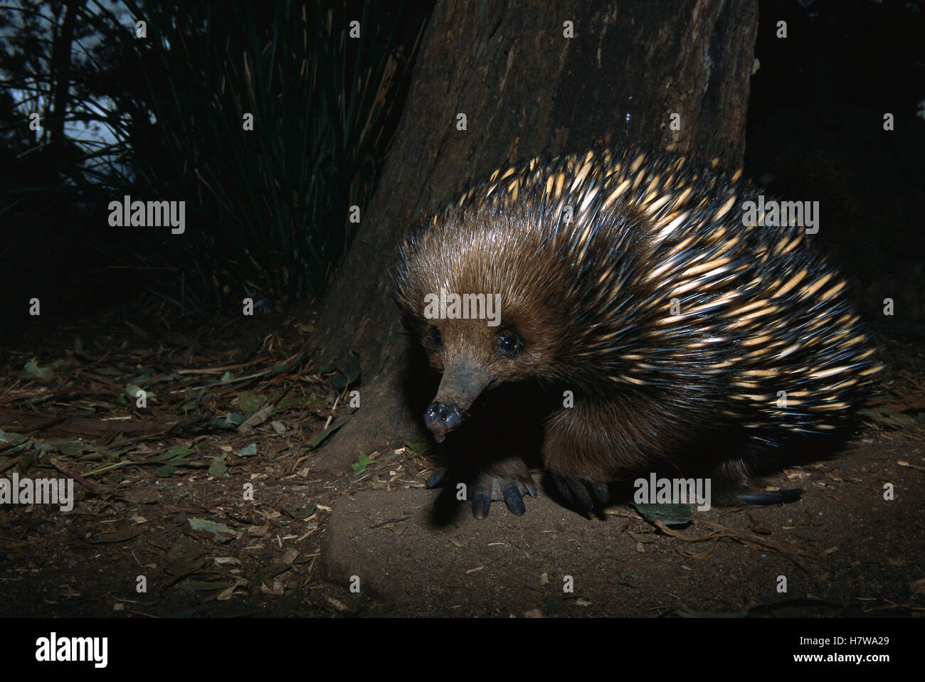 Short-beaked Echidna (Tachyglossus aculeatus), Australia Stock Photo ...