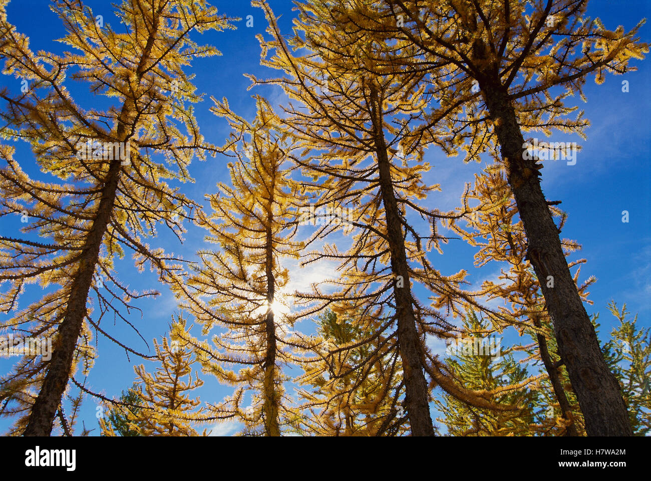 Subalpine Larch (Larix lyallii) trees in fall, Alpine Lakes Wilderness ...