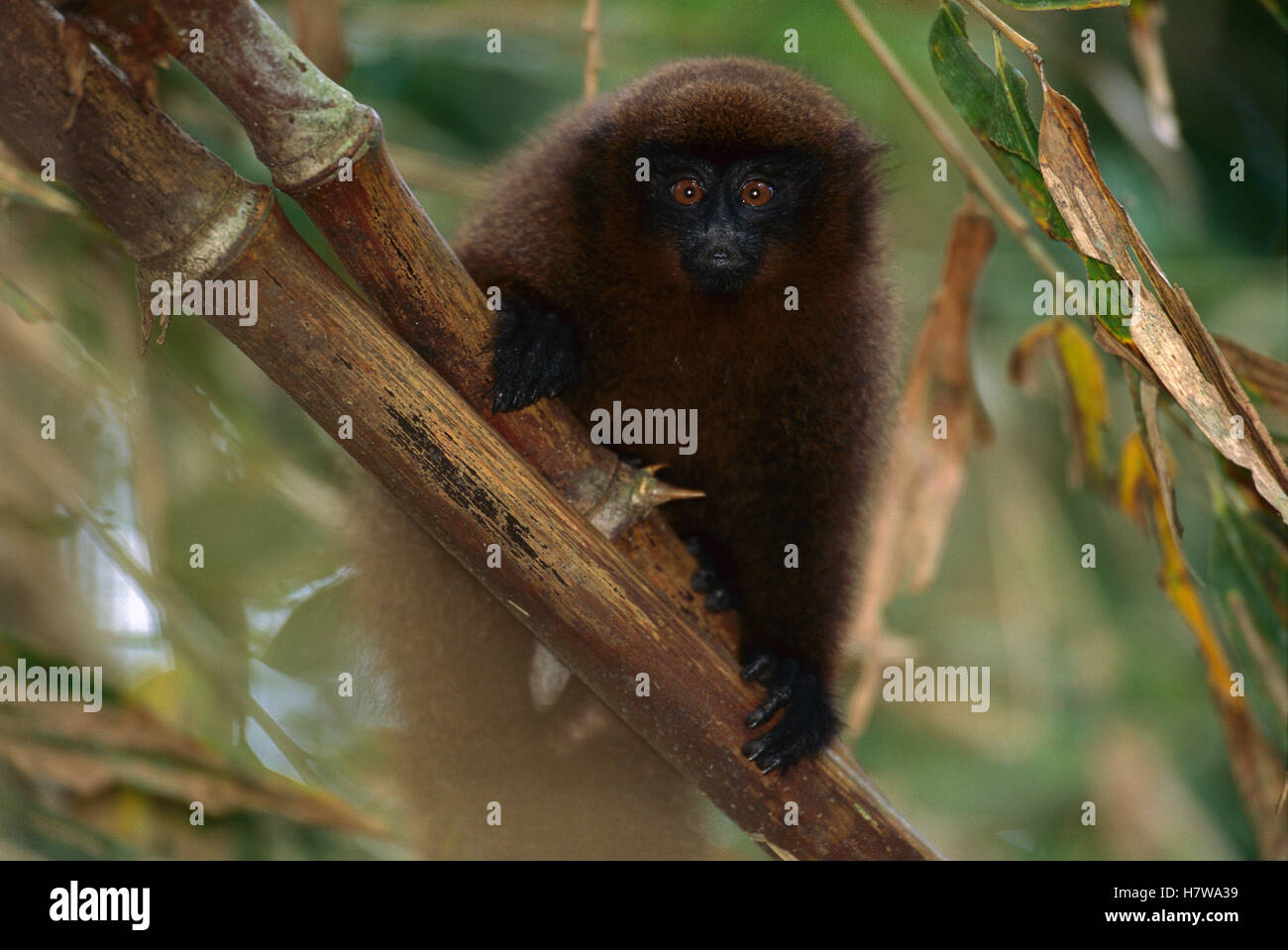 Urubamba Brown Titi Monkey (Callicebus urubambensis) juvenile ...